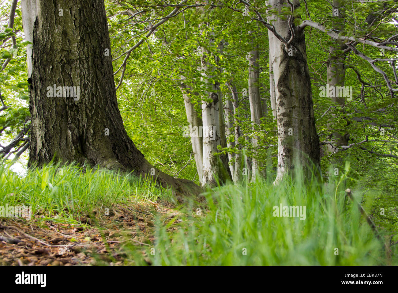 Rotbuche (Fagus Sylvatica), schmalen Pfad in einem Buche Holz ...