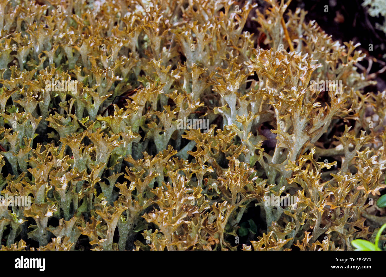 Lichen Islandicus Stockfotos und -bilder Kaufen - Alamy
