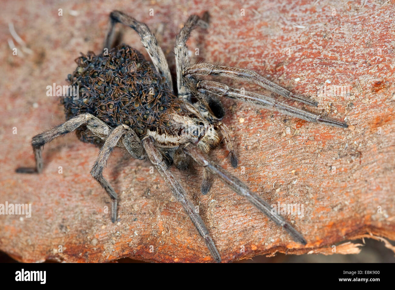 Apulische tarantel -Fotos und -Bildmaterial in hoher Auflösung – Alamy
