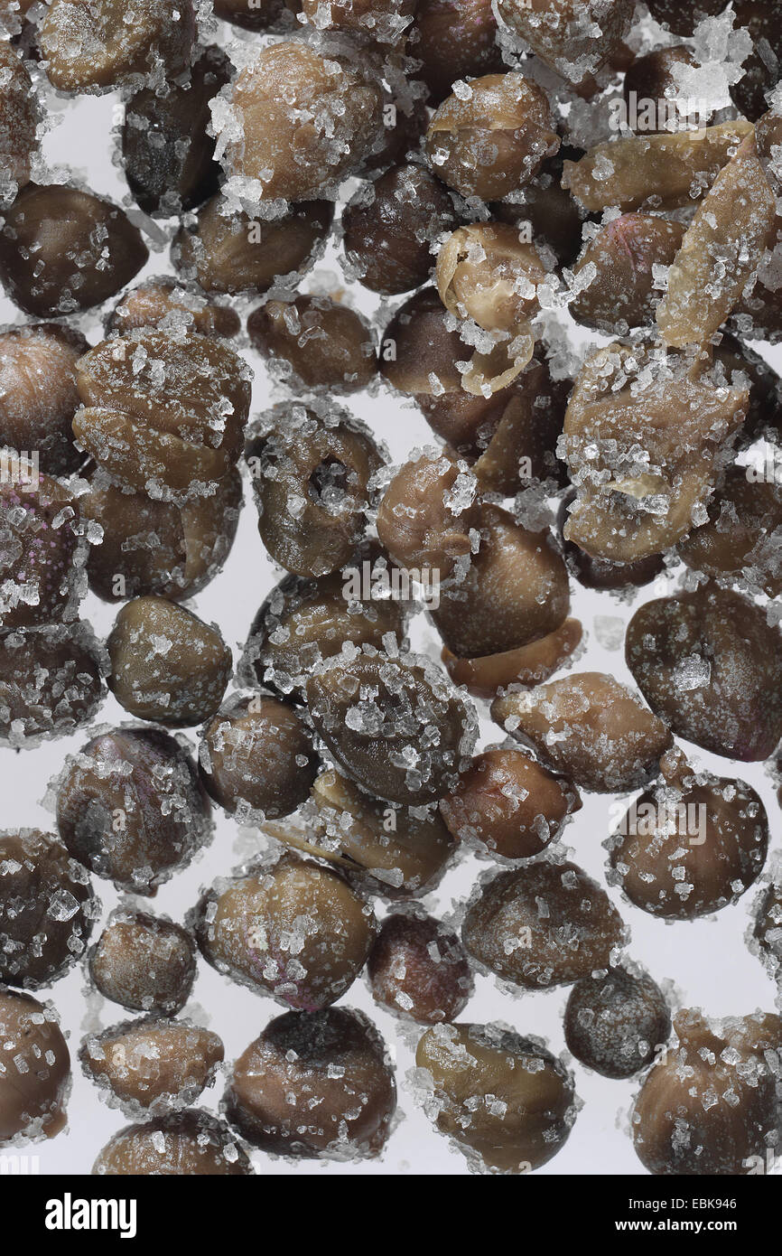 Kapern, Alcaperro, Kapern Berry, Kapern Knospe, Bush Kaper, Kaper ...