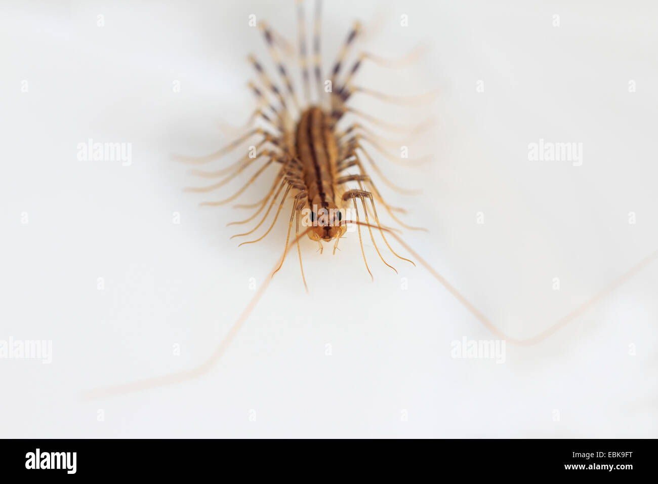 House Centipede Scutigera Coleoptrata Stockfotos und -bilder Kaufen - Alamy