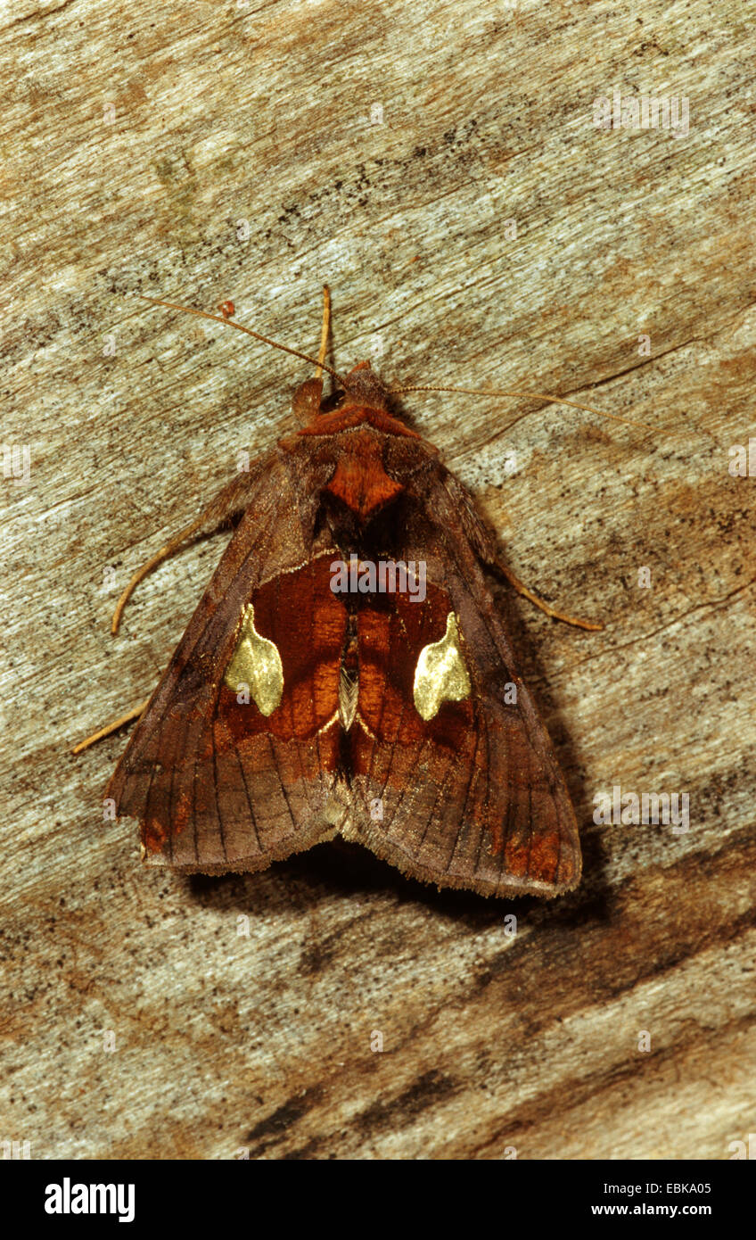 Autographa bractea -Fotos und -Bildmaterial in hoher Auflösung – Alamy