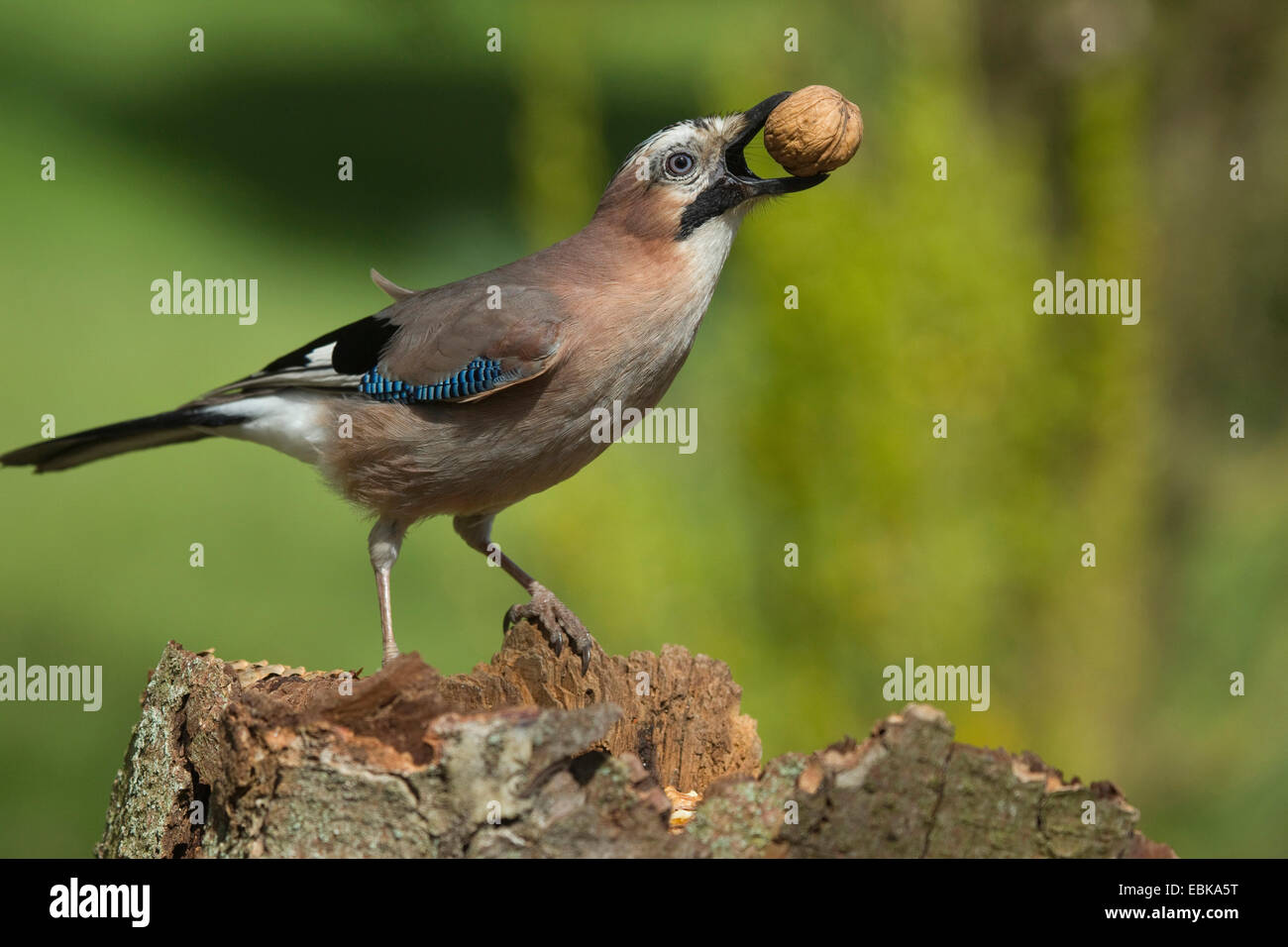 Jay (Garrulus Glandarius), mit Nuss im Schnabel, Deutschland ...