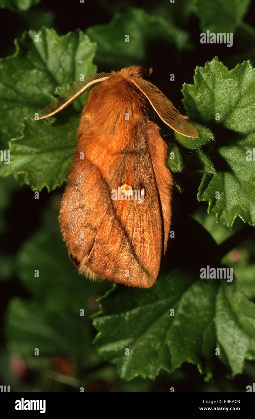 Der trinker philudoria potatoria -Fotos und -Bildmaterial in hoher ...