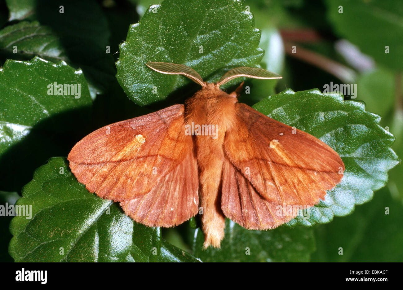 Der Trinker (Philudoria Potatoria, Euthrix Potatoria), Imago auf Blatt ...