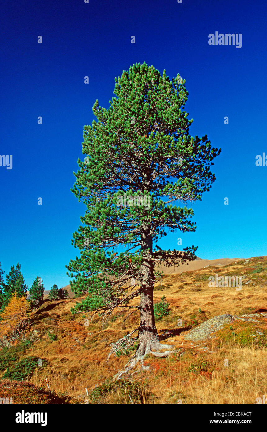 Zirbe, Arolla-Kiefer (Pinus Cembra), einziger Baum in den Bergen ...