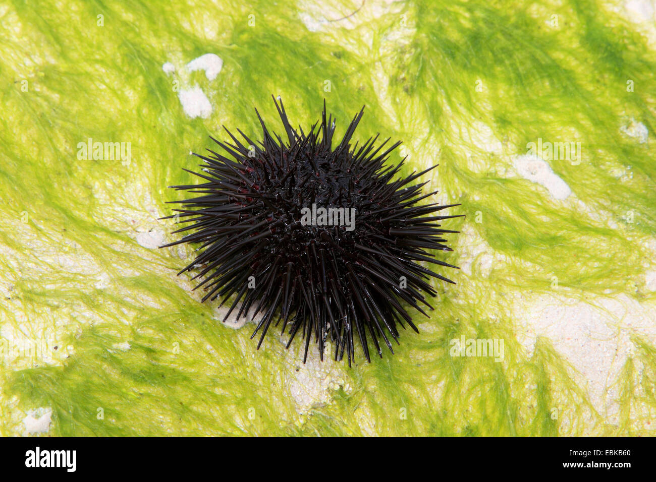 Seeigel, Echinoids (Echinoidea), Seeigel vom indischen Ozean in einer ...