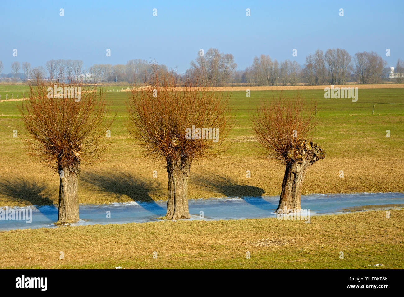 Weide, Korbweide (Salix spec.), beschnitten Weiden im Winter ...