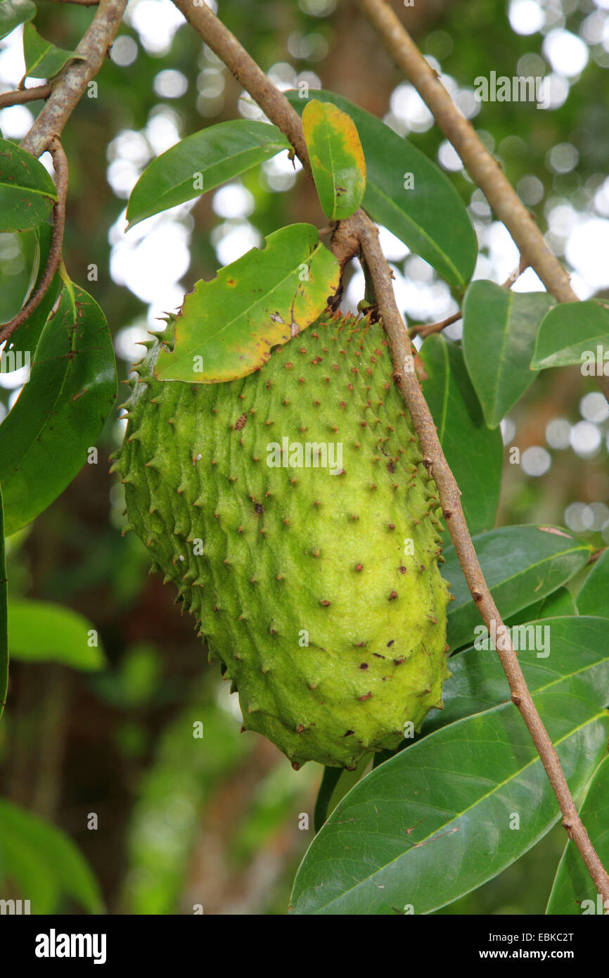 A muricata -Fotos und -Bildmaterial in hoher Auflösung – Alamy