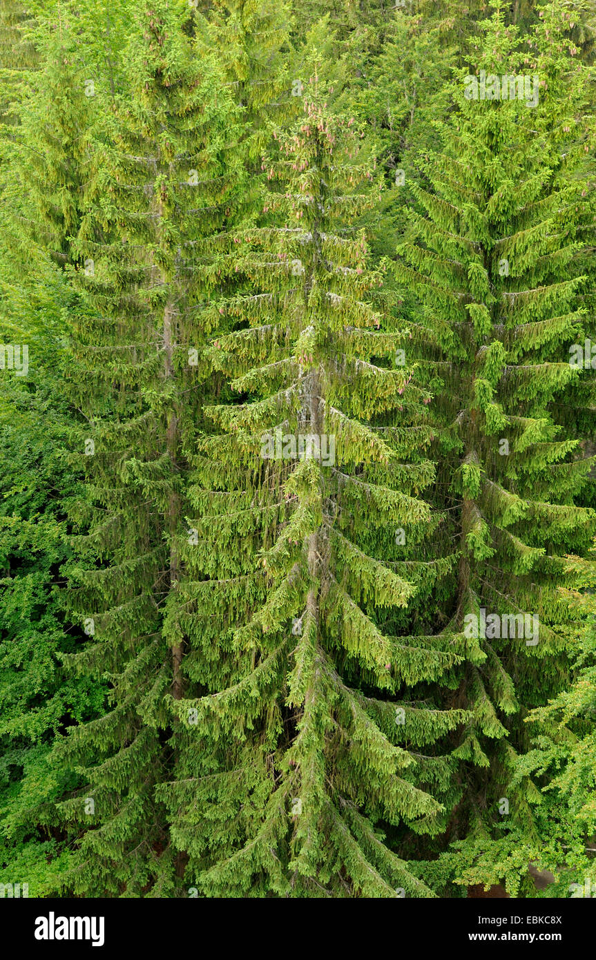 Gemeine Fichte (Picea Abies), Pruce Wald, Deutschland, Bayern ...