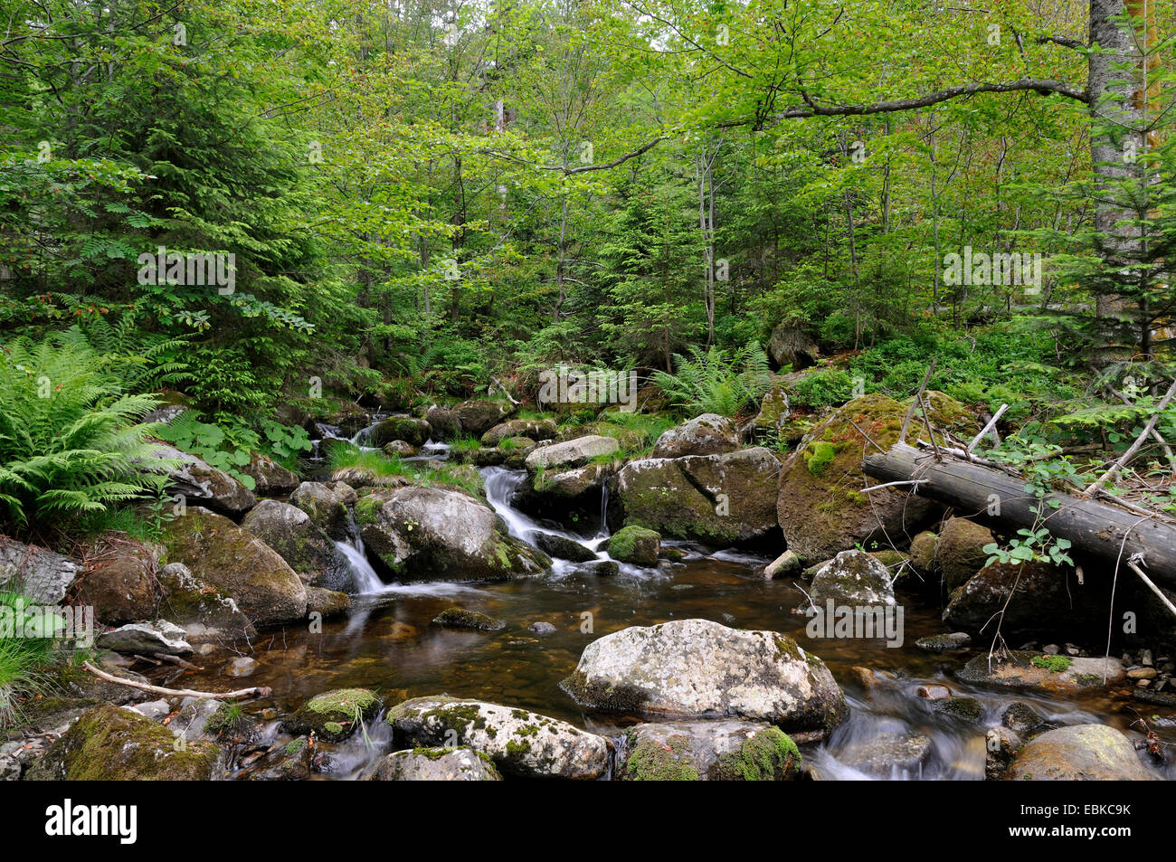 Bach durch den Wald, Deutschland, Bayern, Nationalpark Bayerischer Wald ...