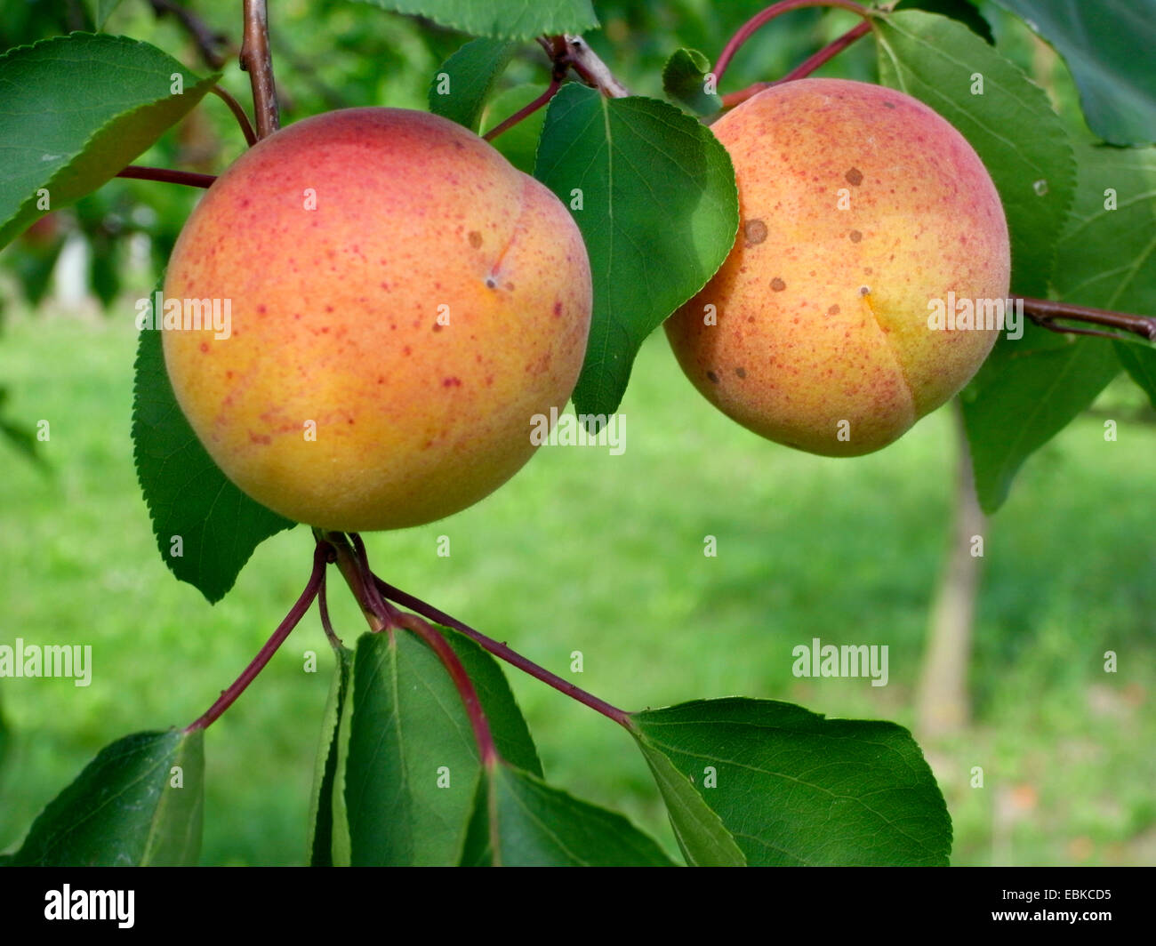 Aprikosenbaum (Prunus Armeniaca), Früchte auf dem Baum, Wachauer ...