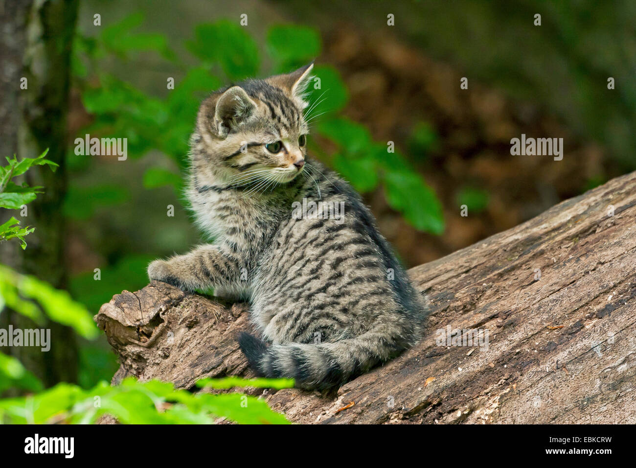 Europäische Wildkatze, Wald Wildkatze (Felis Silvestris Silvestris ...
