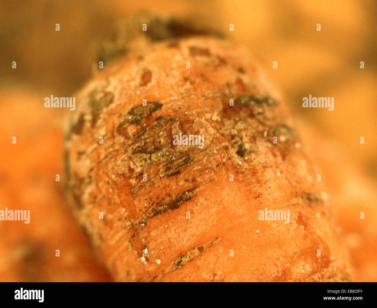 Karotte (Daucus Carota Subspecies Sativus, Daucus Carota var. Sativus ...