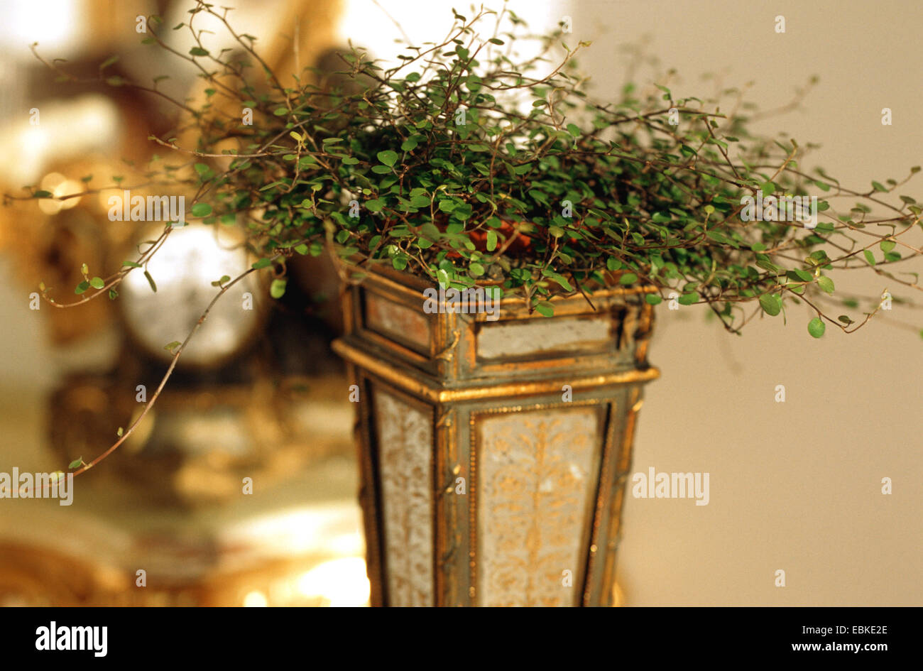 Muehlenbeckia complexa plants -Fotos und -Bildmaterial in hoher ...