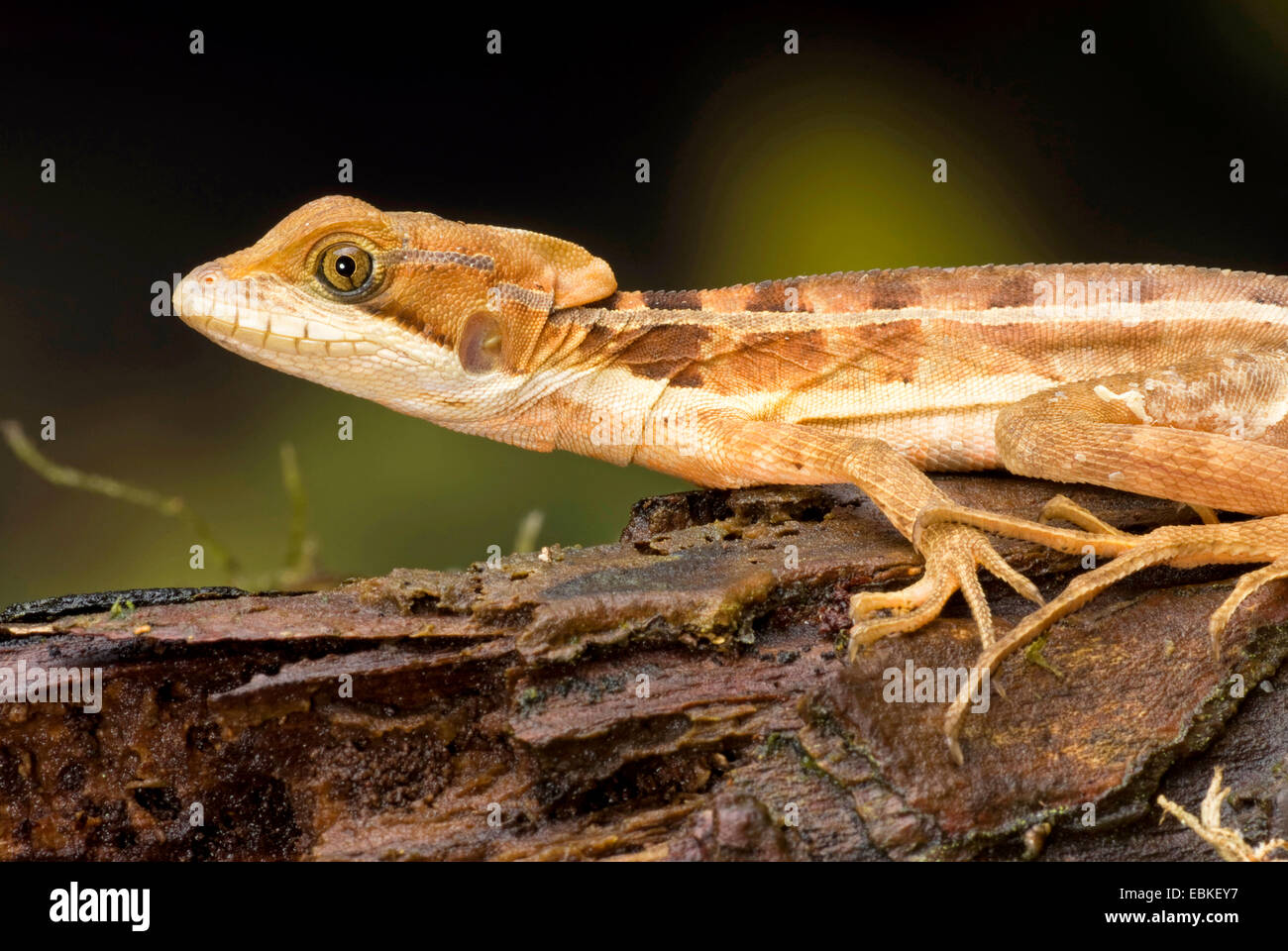Jesus christus echse -Fotos und -Bildmaterial in hoher Auflösung – Alamy
