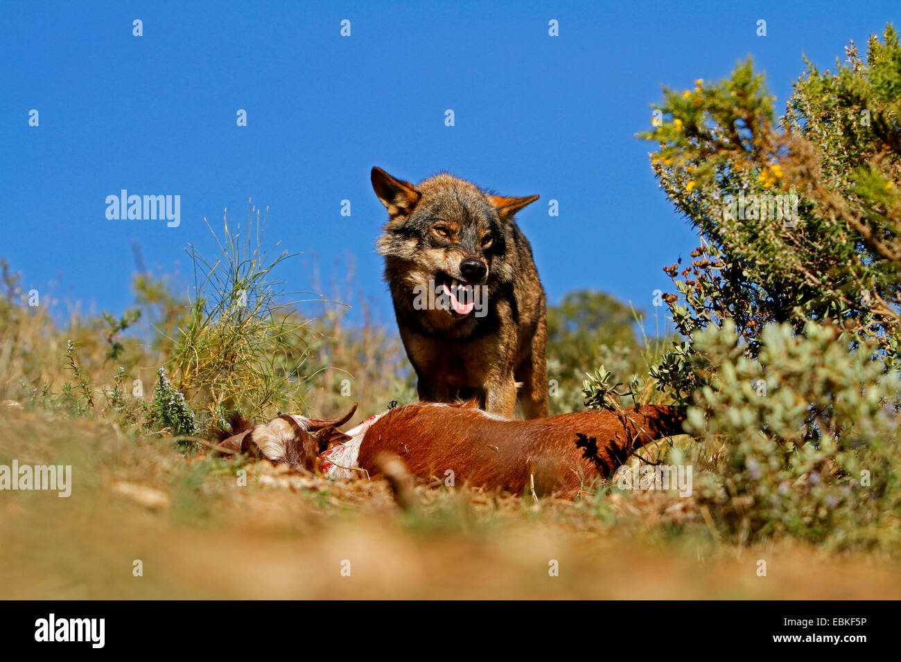 Der Wolf und Die Ziege Stockfotos und -bilder Kaufen - Alamy
