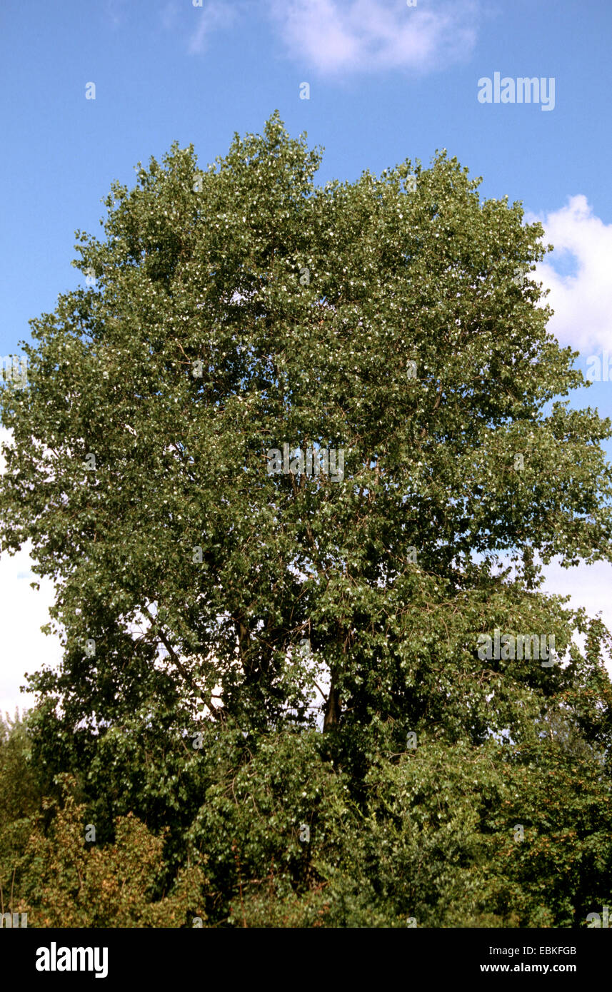 Kanadische Pappel (Populus X canadensis, Populus Canadensis), einziger ...