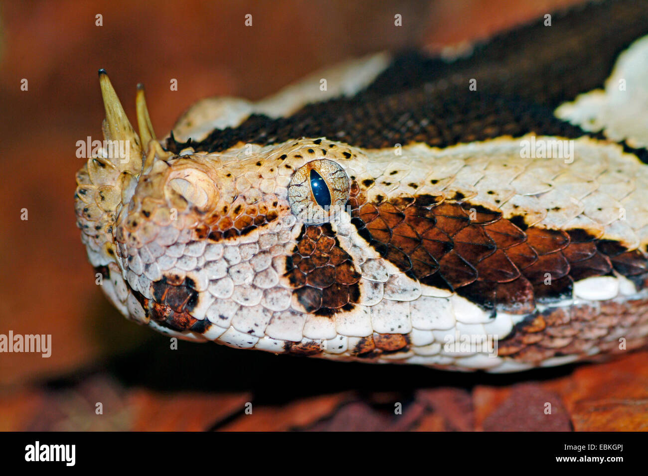 Gabun Viper x Rhinoceros Viper (Bitis Nasicornis X gabonica), Hybrid ...