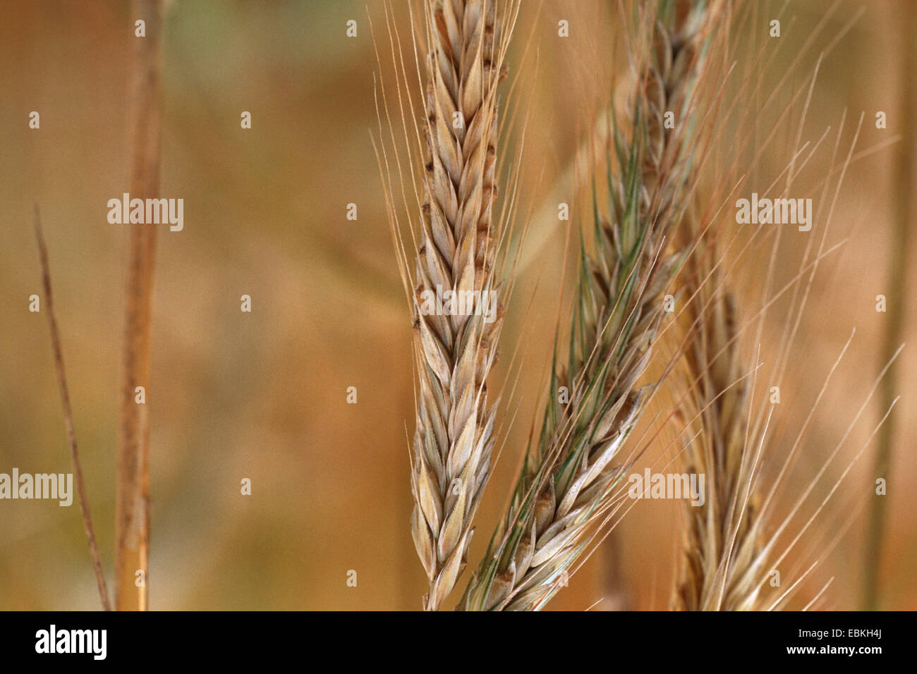 Species of plant -Fotos und -Bildmaterial in hoher Auflösung – Alamy