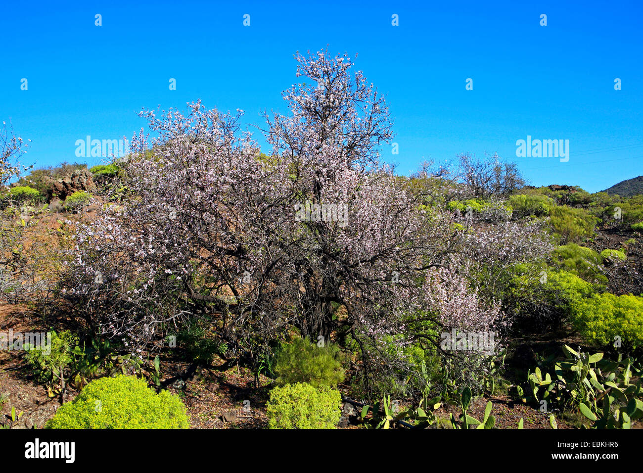 Almond tree prunus dulcis -Fotos und -Bildmaterial in hoher Auflösung ...