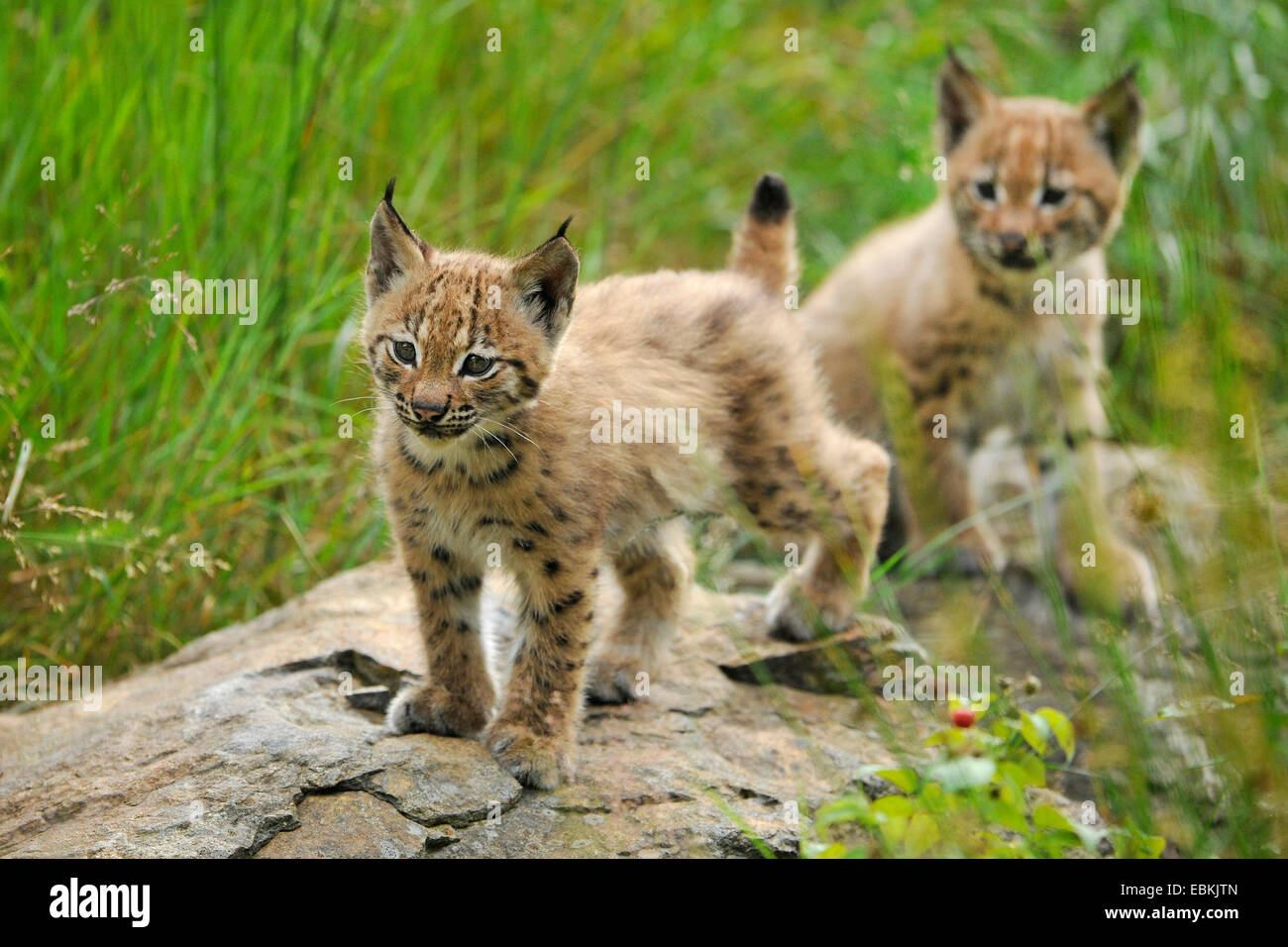 Eurasischer Luchs (Lynx Lynx), zwei Jungtiere auf einem Felsen ...