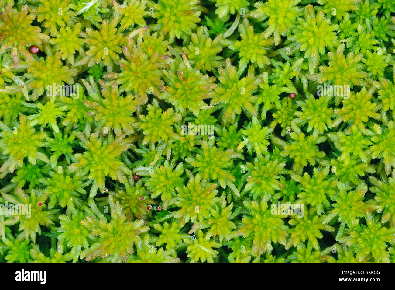 Sphagnum moos sphagnum spec -Fotos und -Bildmaterial in hoher Auflösung ...