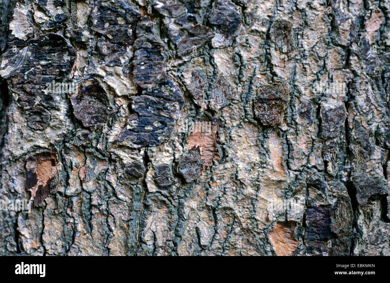 Nikko-Tanne (Abies Homolepis), Rinde Stockfotografie - Alamy