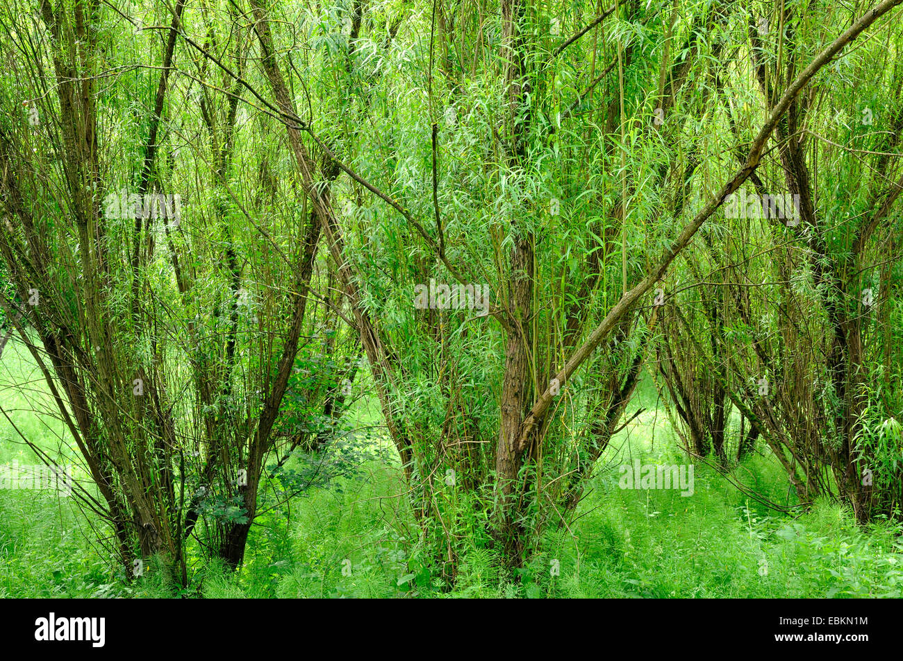 Gemeiner Osier Salix Viminalis Stockfotos und -bilder Kaufen - Alamy