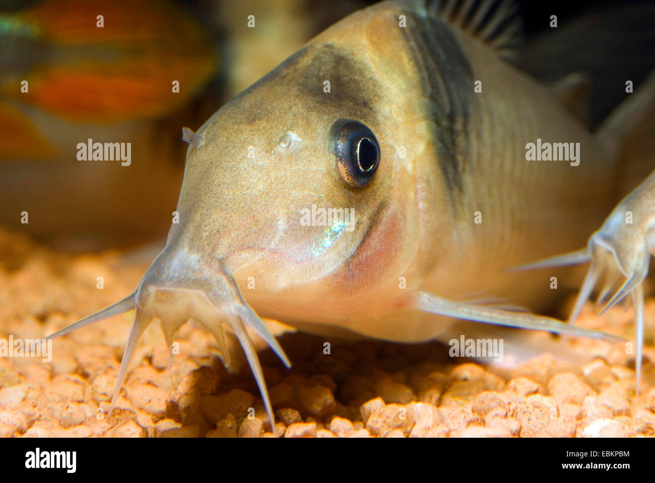 Corydoras virginiae -Fotos und -Bildmaterial in hoher Auflösung – Alamy