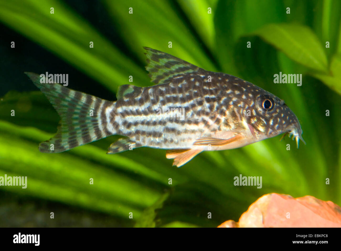 Sterben cory wels corydoras sterbai -Fotos und -Bildmaterial in hoher ...