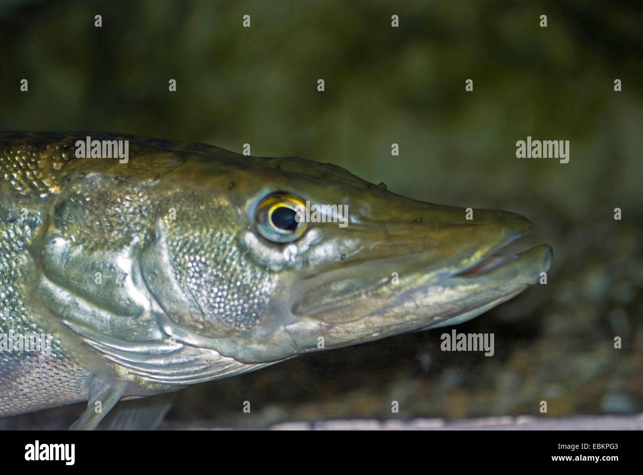 Hecht, Hecht (Esox Lucius), Porträt, Deutschland Stockfotografie - Alamy