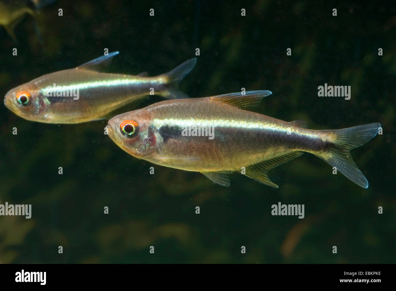 Neon schwarz -Fotos und -Bildmaterial in hoher Auflösung – Alamy