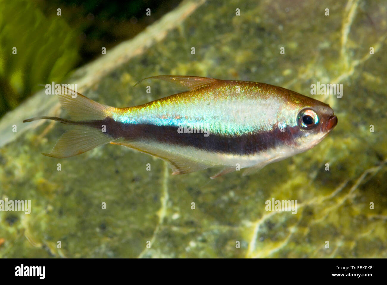 schwarzer Neon (Hyphessobrycon Herbertaxelrodi), Schwimmen ...