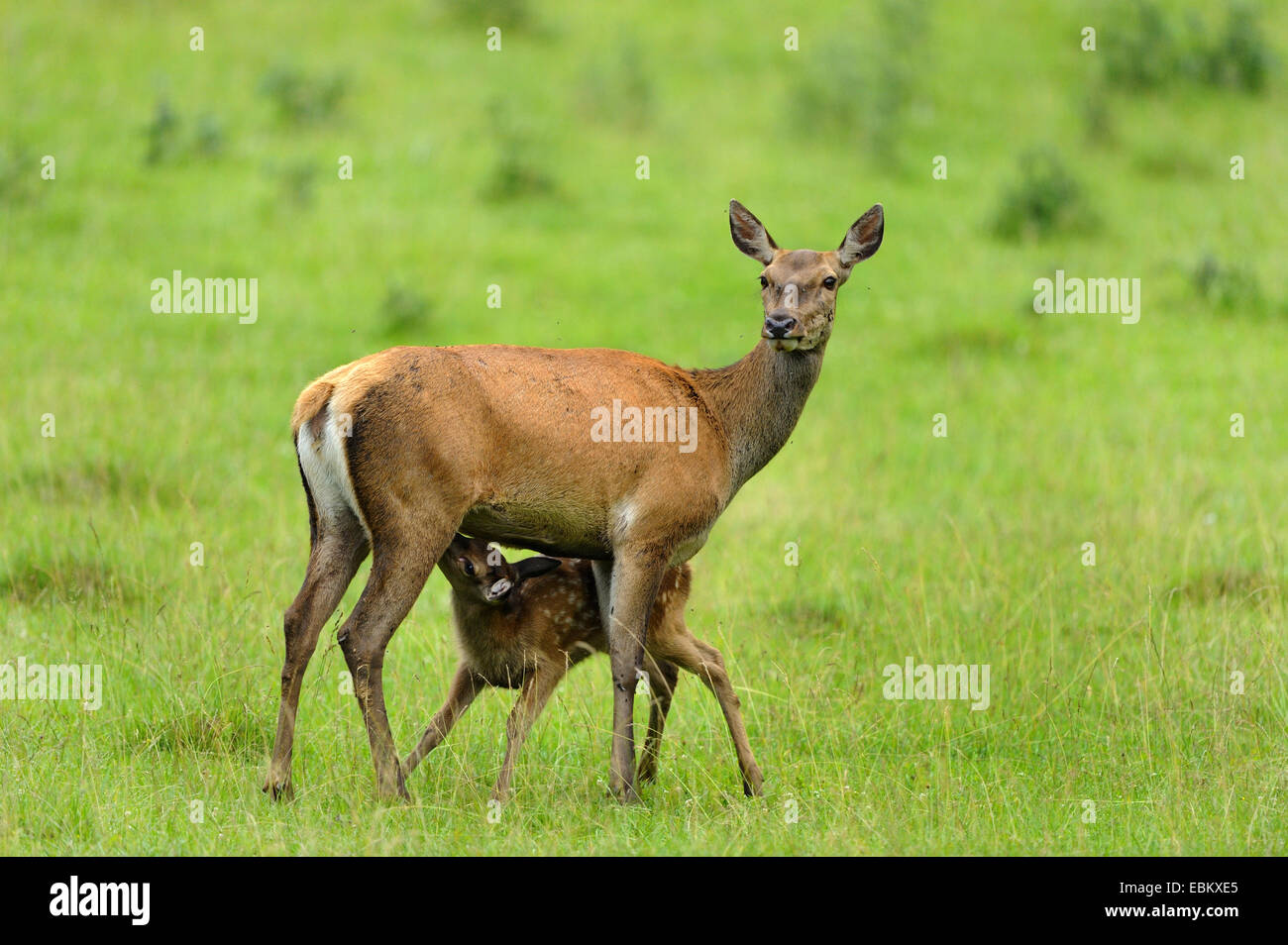 Rothirsch (Cervus Elaphus), Hirschkuh mit Kalb in eine Wiese ...