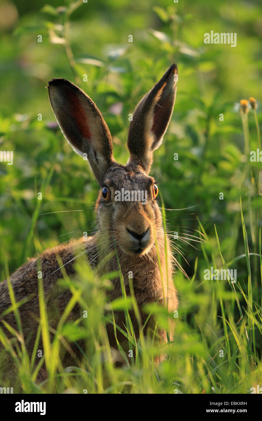 Feldhase, Feldhasen (Lepus Europaeus), sitzen auf dem Rasen ...