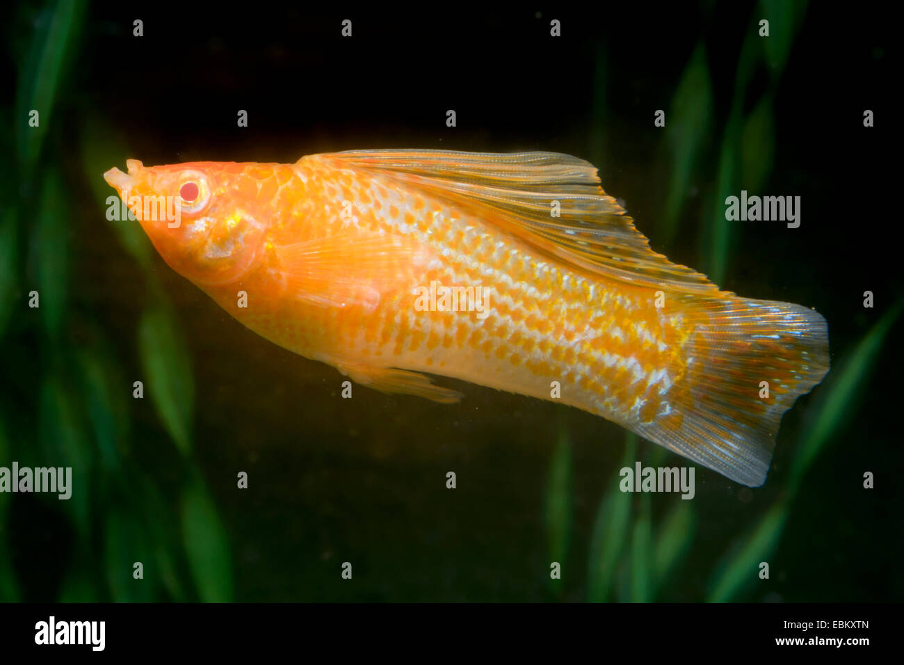 Riesige segelflosse poecilia velifera -Fotos und -Bildmaterial in hoher ...