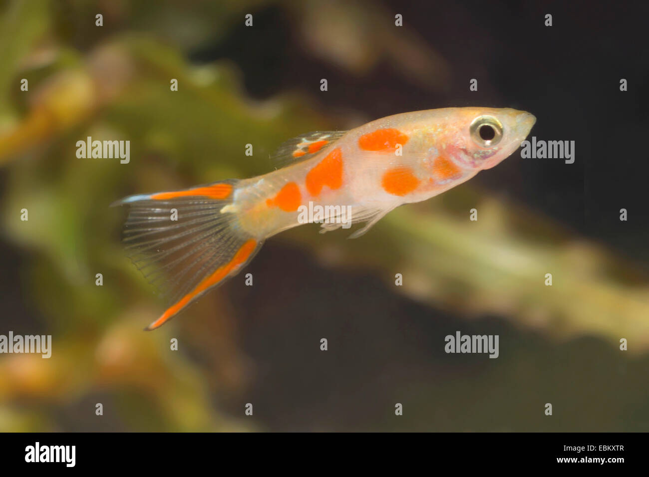 Endler Guppy, Endler Livebearer, Dovermolly (Poecilia Wingei) züchten ...