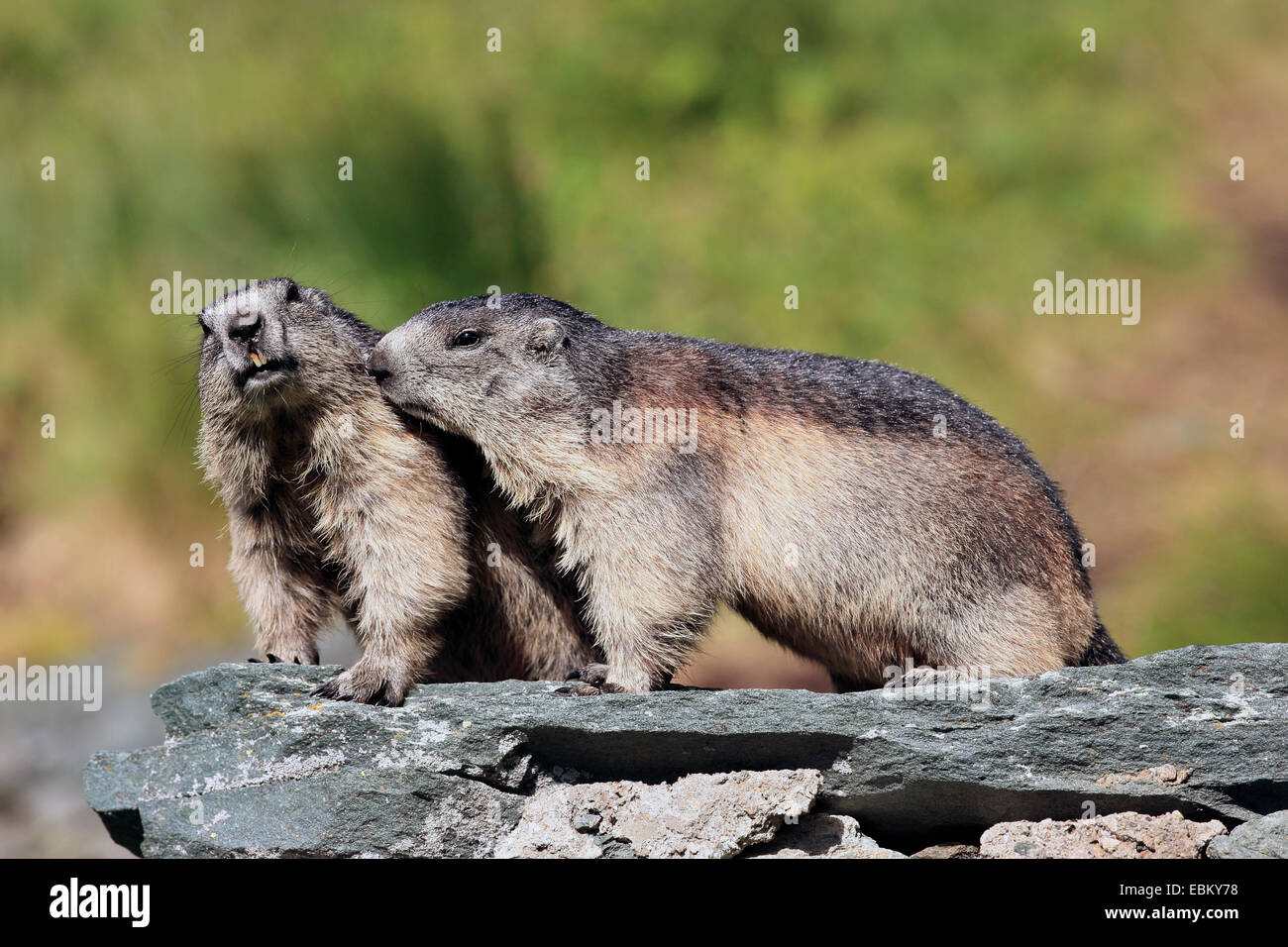 Zwei alpine murmeltiere murmeltier murmeltier -Fotos und -Bildmaterial in hoher Auflösung – Alamy