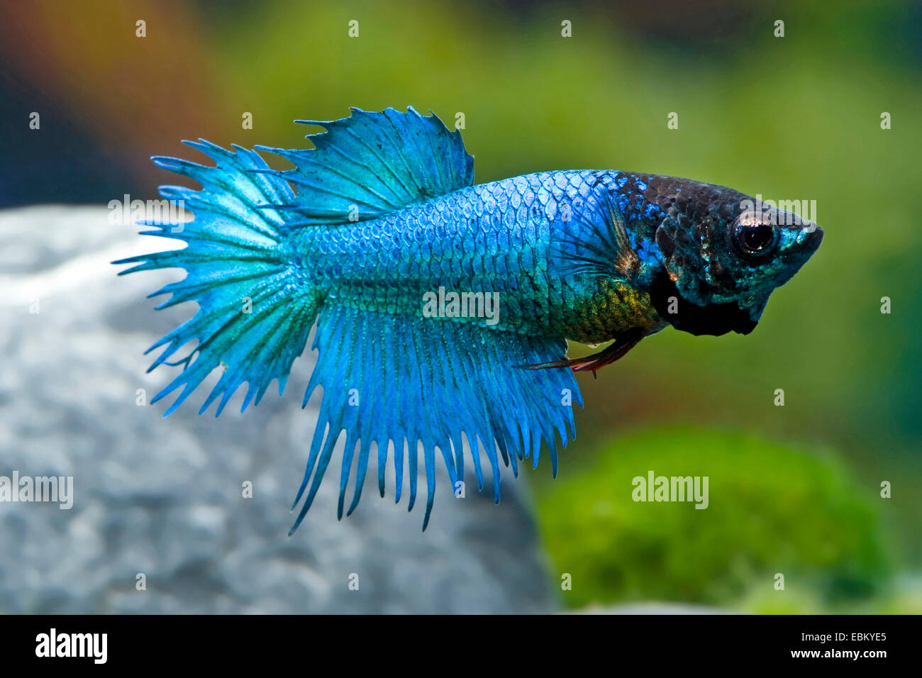 Pesce Betta Femmina Crowntail Le Molte Sfaccettature Del Betta