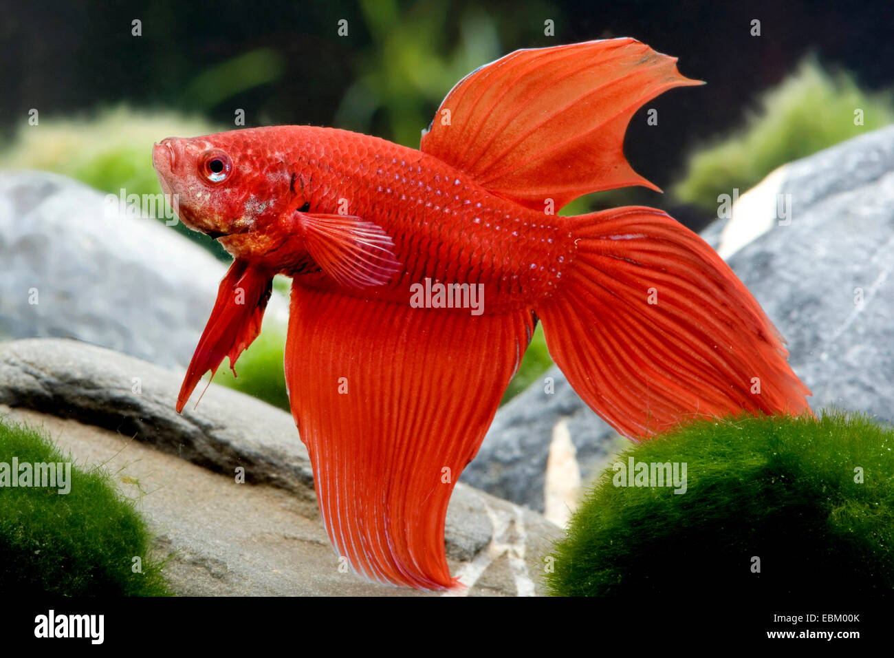 Roter kampffisch -Fotos und -Bildmaterial in hoher Auflösung – Alamy