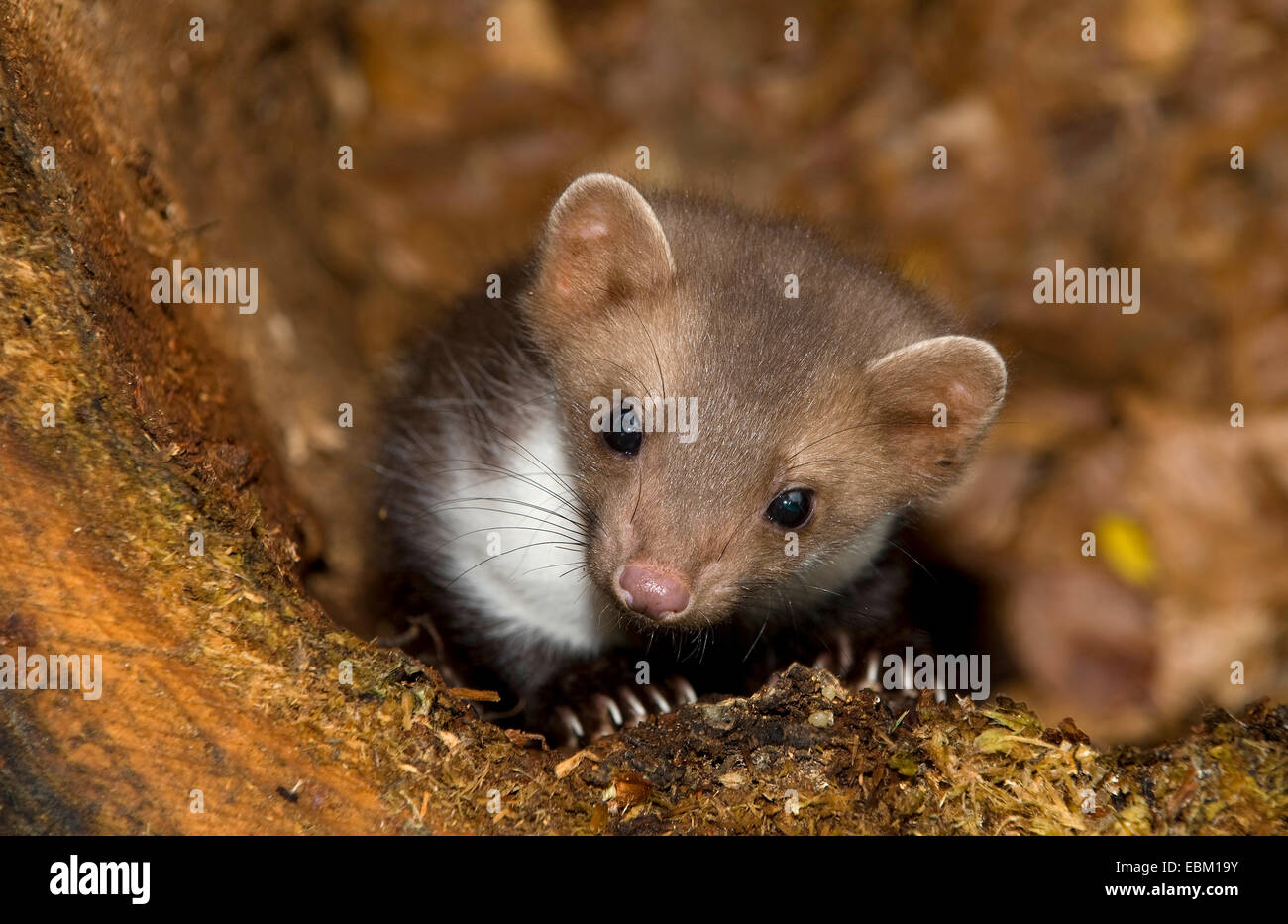 Steinmarder, Steinmarder, weiße breasted Marder (Martes Foina ...