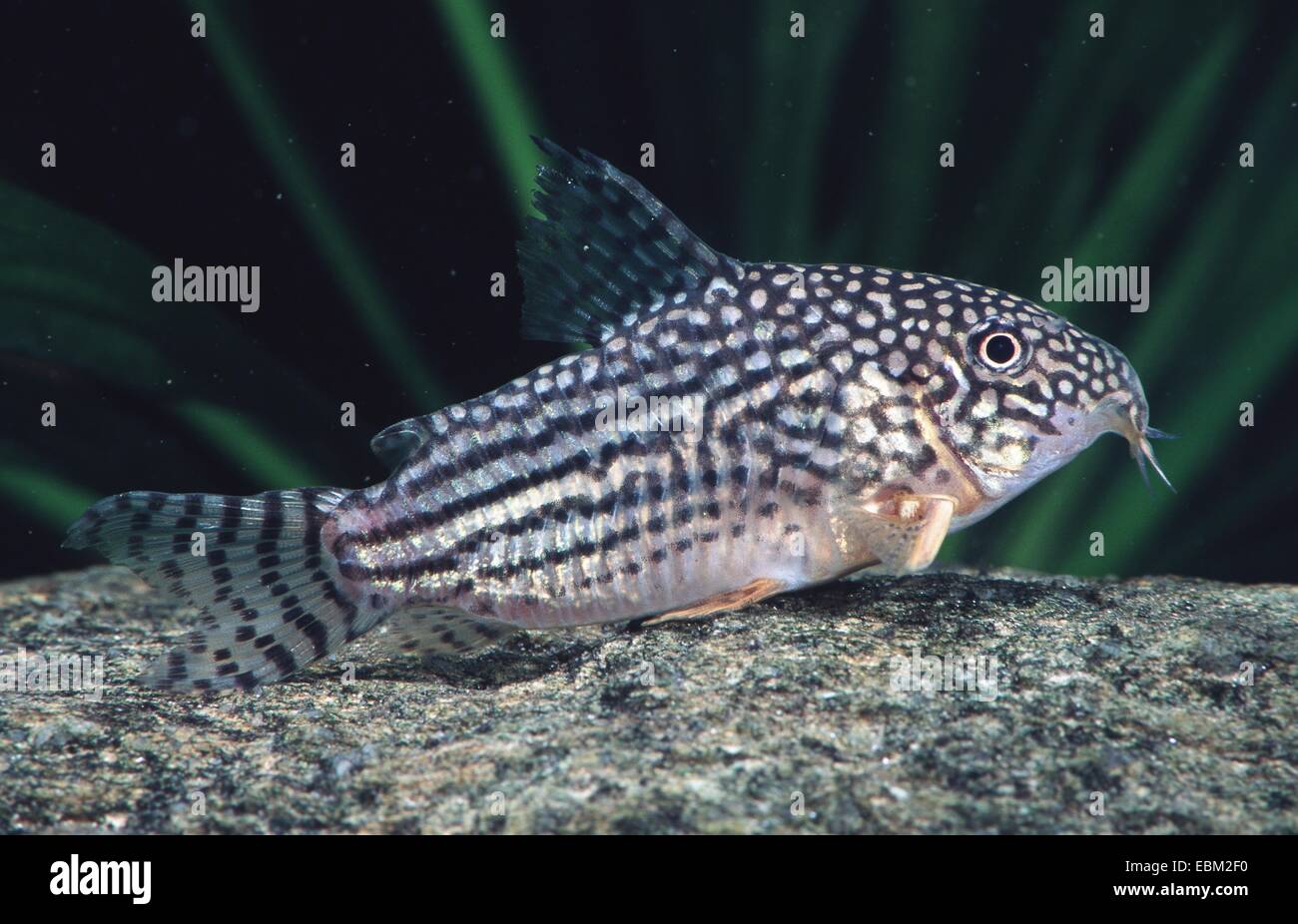 Sterben cory wels corydoras sterbai -Fotos und -Bildmaterial in hoher ...