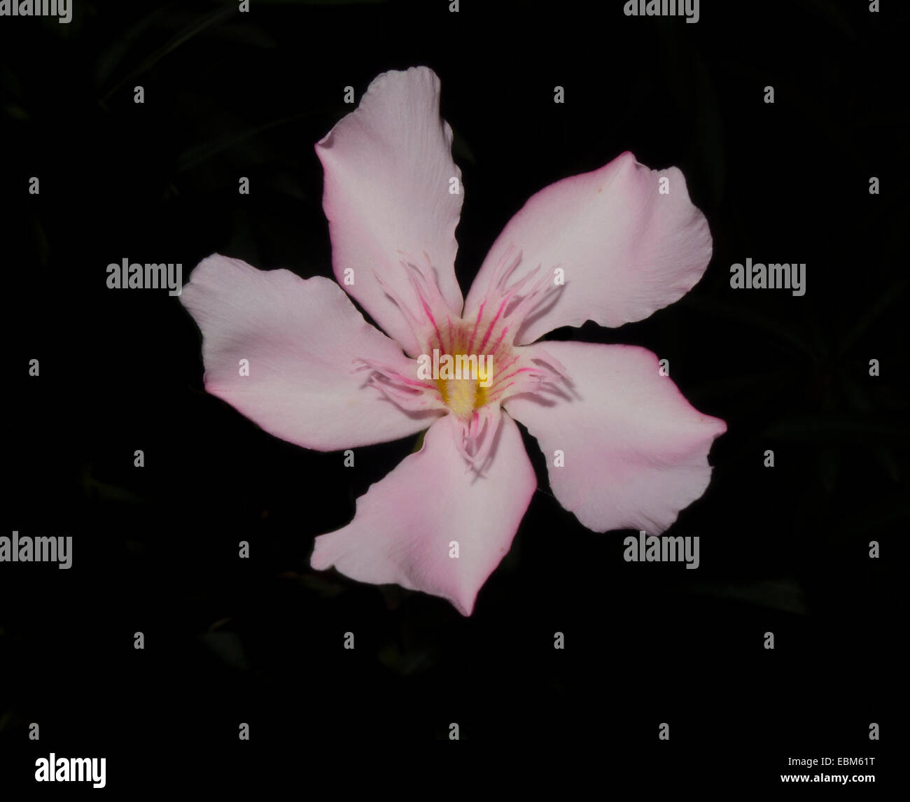 Rosa Oleander, Nerium Oleander aus dem Mittelmeerraum, Malta ...