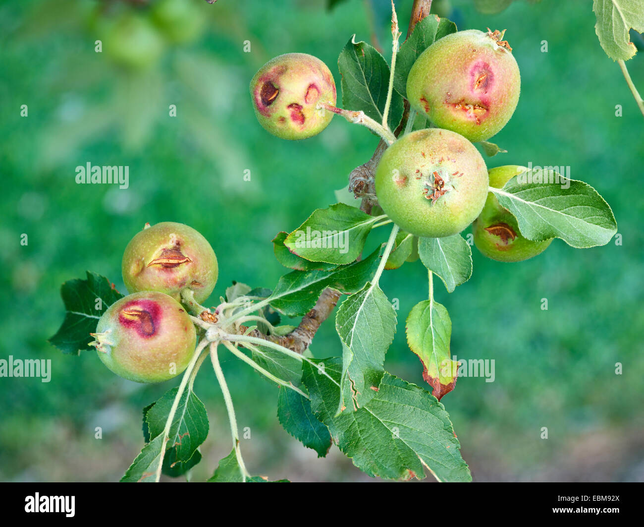Young Johnathan Äpfel hängen am Baum 5 Tage nach dem Hagelsturm durch ...