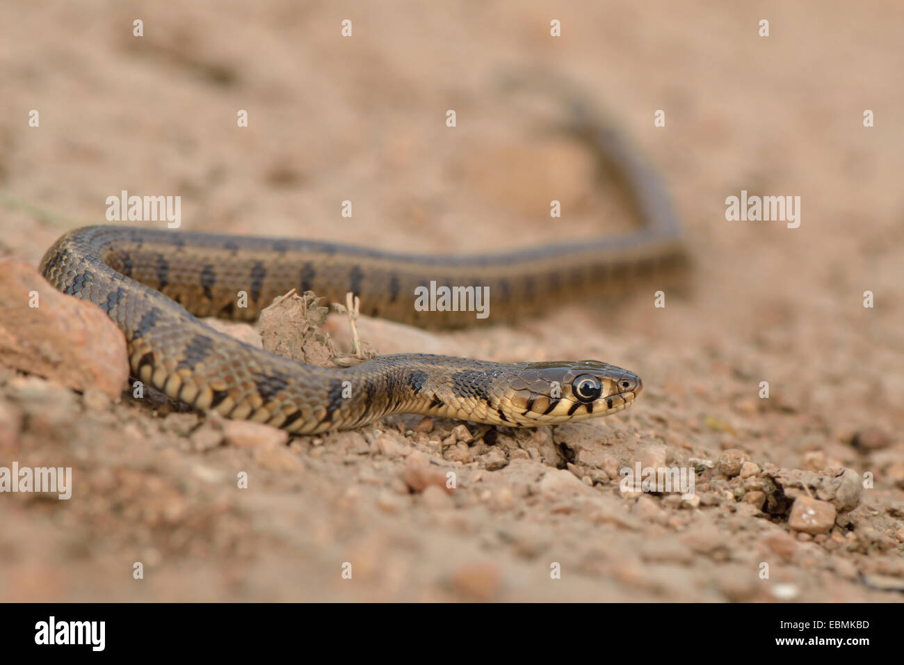 Balkan grass snake natrix natrix persa -Fotos und -Bildmaterial in ...