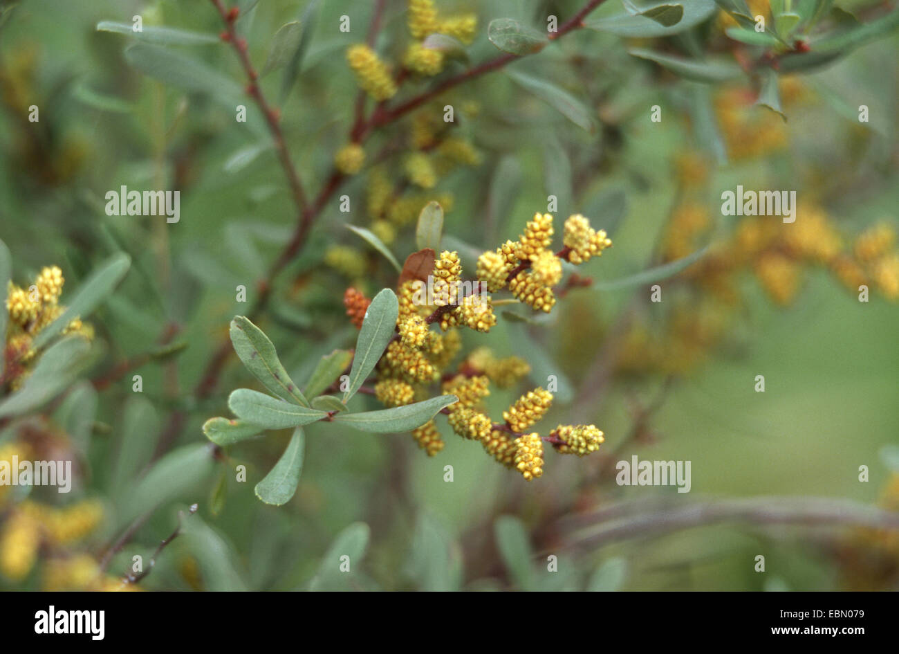 Moormyrte myrica gale -Fotos und -Bildmaterial in hoher Auflösung – Alamy