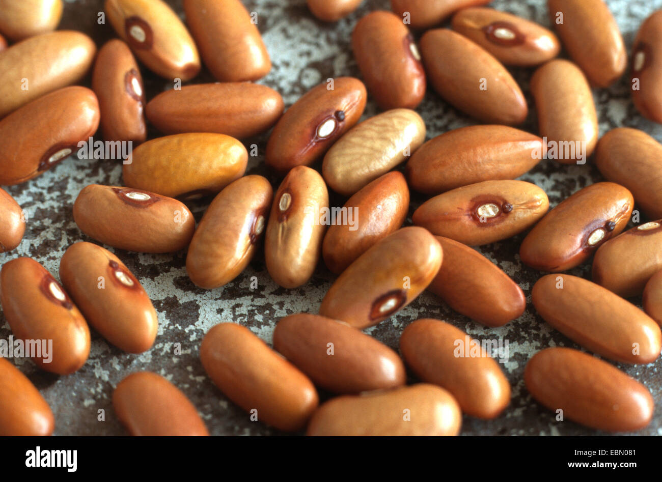 Gartenbohne (Phaseolus Vulgaris var. Nanus, Phaseolus Vulgaris 'Nanus ...