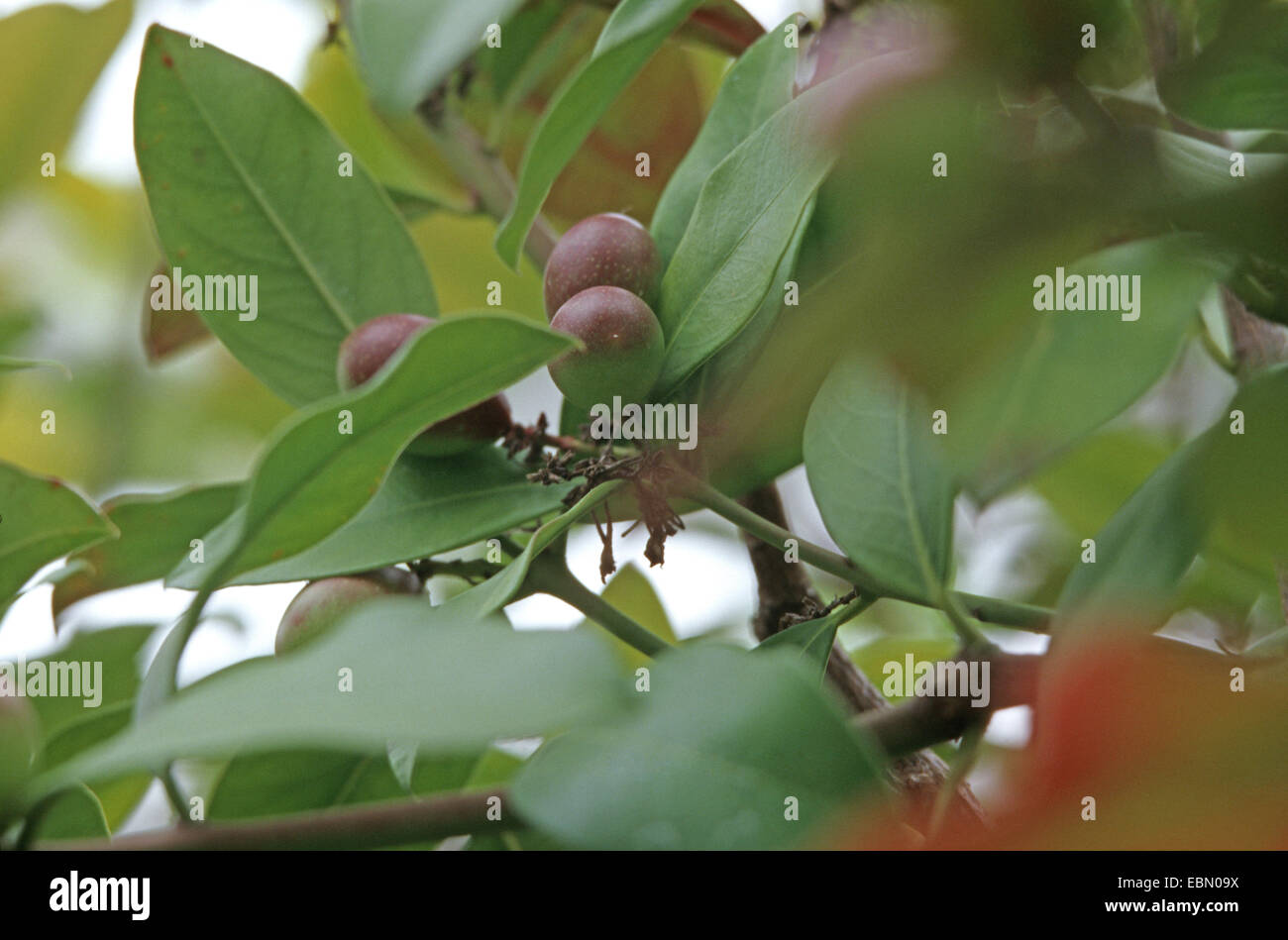 Acokanthera oblongifolia -Fotos und -Bildmaterial in hoher Auflösung ...