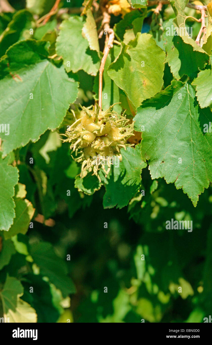 türkische Hasel (Corylus Colurna), Früchte am Baum Stockfotografie - Alamy